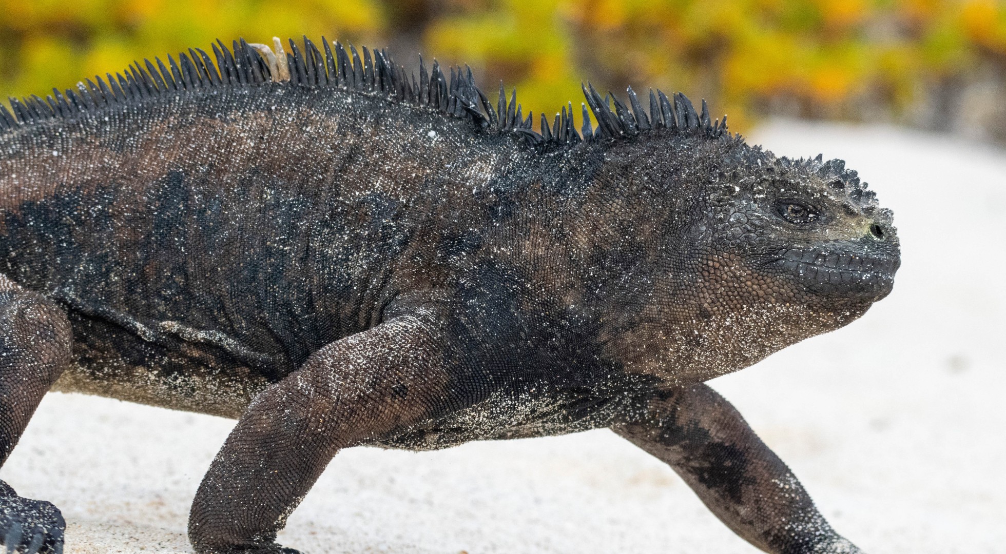 Exploring Galapagos Flying Longhorns